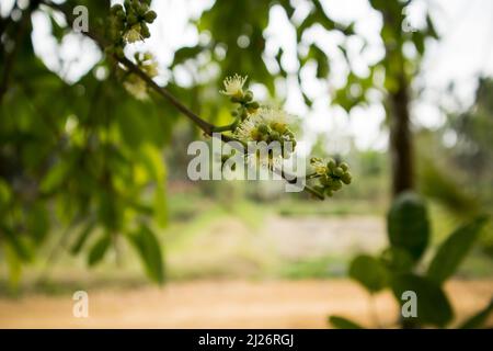 Jamun Flower in the plant, jamun is commonly known as Malabar plum ...