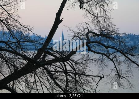 Lucerne at sunset seen trough a branch of an old tree Stock Photo - Alamy