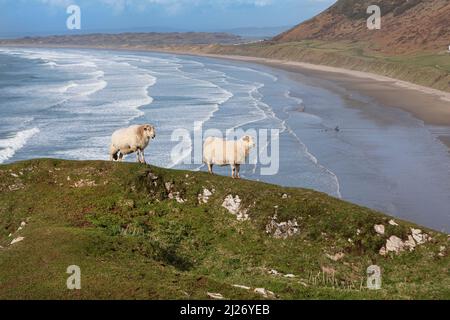 Sheep grazing at Rhossili Bay om the Gower Peninsula, Wales Stock Photo ...