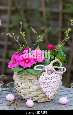 pink primula flower in basket on white isolated background. garden ...