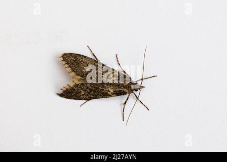 March Dagger Moth (Diurnea fagella, Tinea fagella), male sitting at ...