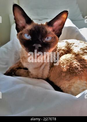 Si Rex Devon Rex Cat portrait. Devon rex cat with Siamese colouring ...