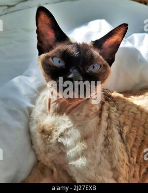 Si Rex, a Siamese colourpoint Devon Rex, Cat portrait. Cat staring ...