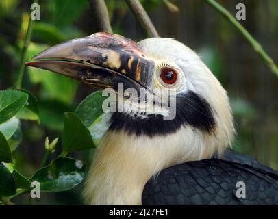 VISAYAN TARICTIC HORNBILL, BIRDWORLD, FARNHAM, SURREY PIC MIKE WALKER ...