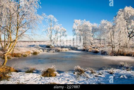 Frosted trees around Womere pool in early winter on Cannock Chase ...