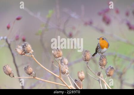 A closeup of a cute European robin (Erithacus rubecula) resting on the ...