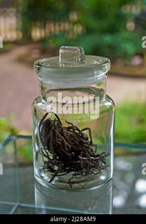 Assortment of dried medicinal herbs,roots and bark.Ingredients of ...