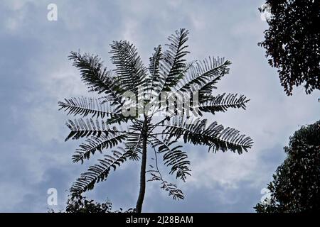 Brazilian fern tree (Schizolobium parahyba) Plantae Stock Photo - Alamy