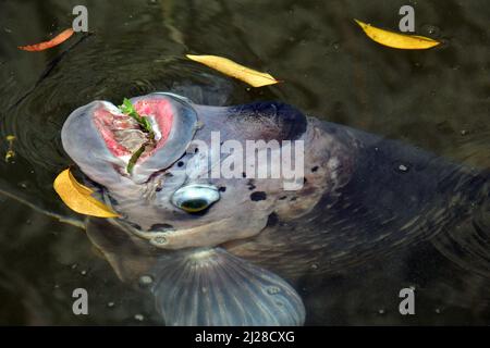 Giant gourami fish (Osphronemus goramy) in aquarium. Wildlife animal ...