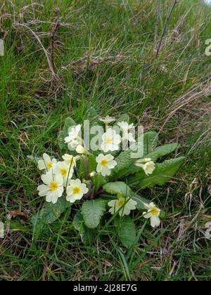 Delightful patch of wild yellow Primrose (Primula Vulgaris) growing on ...