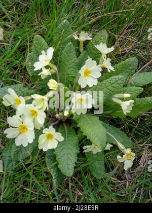 Delightful patch of wild yellow Primrose (Primula Vulgaris) growing on ...