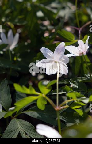 Wood Anemone (Anemone nemorosa) showing stamens, The Hague, Netherlands ...