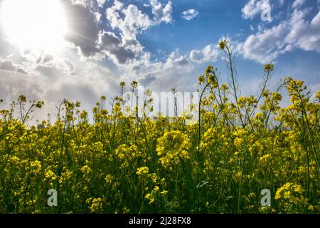 Mustard fields seen in full bloom during a sunny spring day on the ...