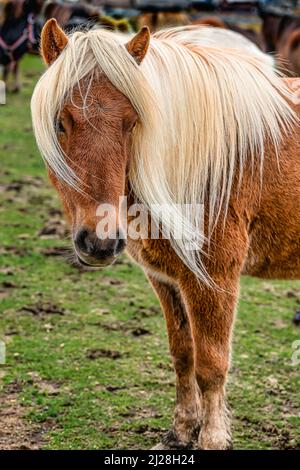 Icelandic horse (Equus islandicus) in evening light in front of horse ...