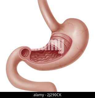 Small intestine wall, illustration Stock Photo - Alamy