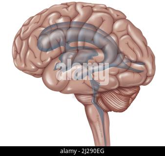 The central cerebro-spinal nervous system Stock Photo - Alamy