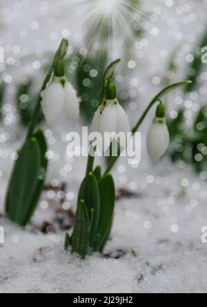 White and snowdrop flower, in snow, early spring, selective focus Stock ...