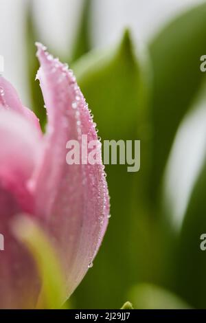 Peony-shaped tulips photo in a bouquet. Macro photo of flowers. Spring ...