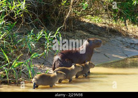 Three juvenile Capybaras (Hydrochoerus hydrochaeris) with parents Stock ...