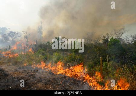 Burning vegetation in a bushfire, Chapada dos Guimaraes NP, Mato Grosso ...