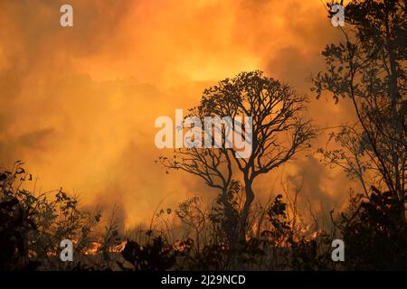 Burning vegetation in a bushfire at sunset, Chapada dos Guimaraes NP ...