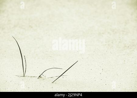 Marram Grass on sand, Rantum, Sylt Island, Germany Stock Photo - Alamy
