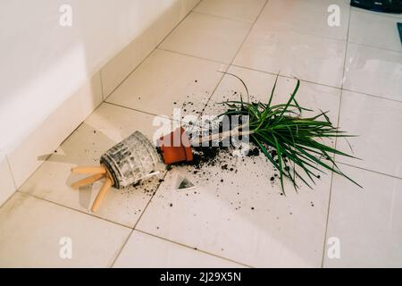 Broken flower pot, damaged houseplant and dirt on the laminate floor in ...