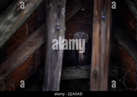 one eagle on a wooden roof Stock Photo - Alamy
