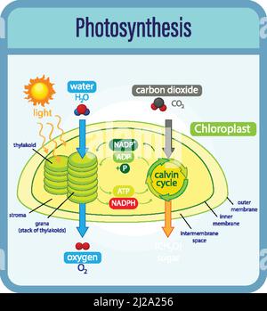 Diagram showing photosynthesis with sun, leaf, molecules Stock Vector ...