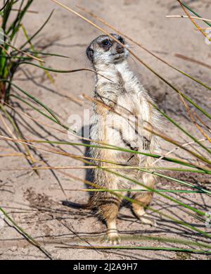 Meerkat standing at sandy land in a Stock Photo - Alamy