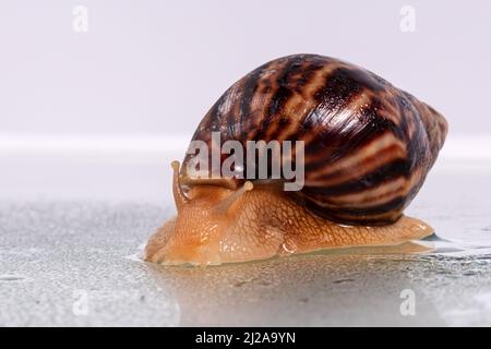 a large snail Achatina crawls on glass with water drops. High quality ...
