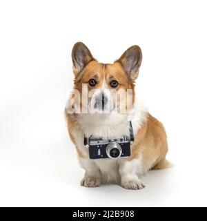 square portrait of a corgi dog sitting on a white isolated background ...