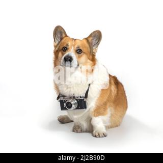 square portrait of a corgi dog sitting on a white isolated background ...