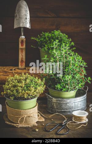 Various herbal plants for the garden or windowsill on wooden background ...