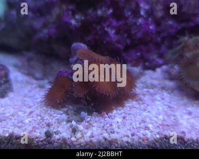 Colorful zoanthids polyps, close up photography Stock Photo - Alamy