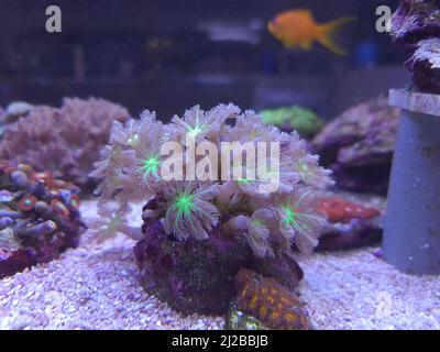 The Clavularia Polyps colony - Clavulariidae spp Stock Photo - Alamy