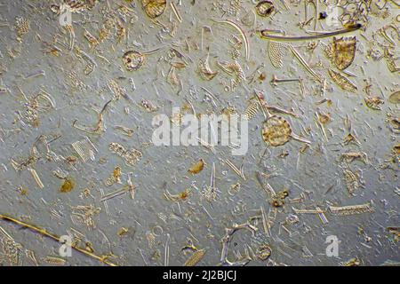 Radiolaria; Sponge spicules Stock Photo - Alamy
