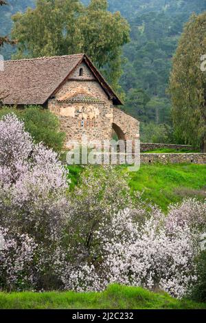 Greek orthodox church Panagia Asinou in Cyprus.Blooming almond tree in ...