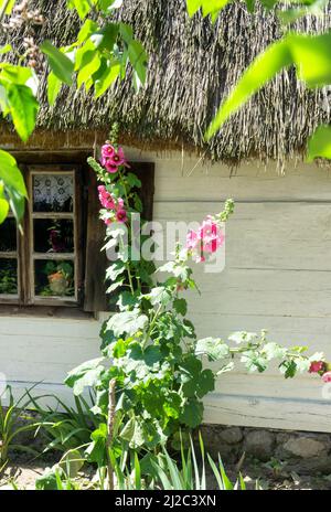 Pink Mallow or Hollyhock. Closeup of Alcea rosea Stock Photo - Alamy