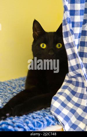 Cat making faces Stock Photo - Alamy