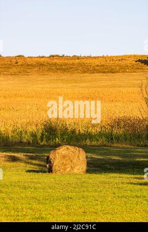 Golden hay bales. Agricultural parcels of different crops and hay roll ...