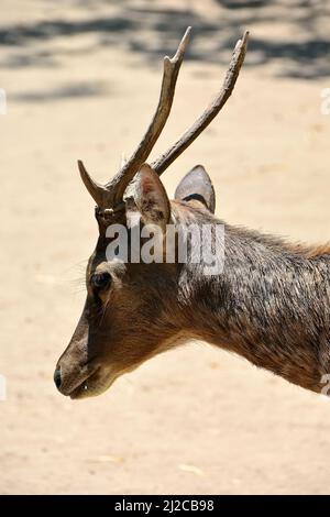 Javan rusa or Sunda sambar, Mähnenhirsch, cerf rusa, Rusa timorensis ...