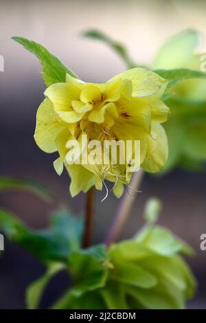 helleborus yellow crossing,double yellow hellebore,hellebores,yellow ...