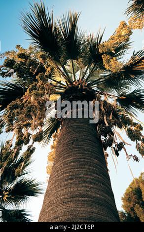 A vertical low angle shot of a palm tree under the clear cloudless sky ...