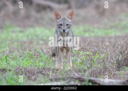 Sechuran fox (Lycalopex sechurae) a small canid endemic to the dry ...