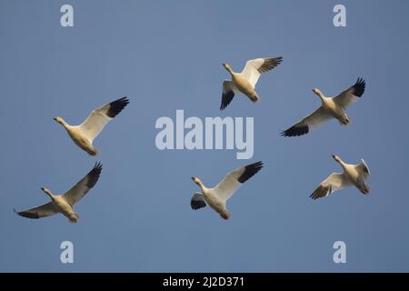 A Flock of Snow Geese Flying Overhead Stock Photo - Alamy