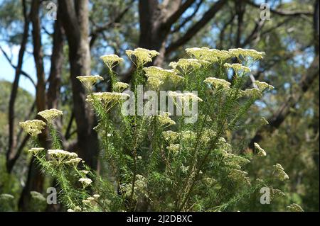 Dogwood is one of the most common plants in Australia. This is Shiny ...