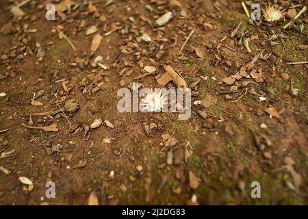 The Bakula Tree, which feeds many birds, mammals and insects, grows ...