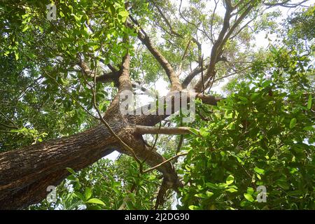 The Bakula Tree, which feeds many birds, mammals and insects, grows ...