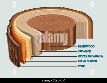 Anatomy of tree trunk illustration Stock Vector Image & Art - Alamy